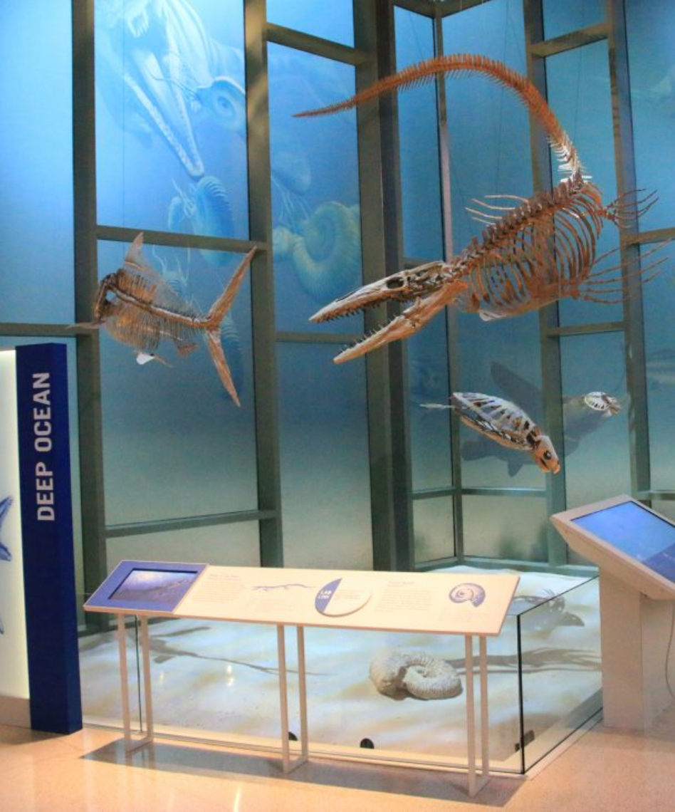 Collections - The Witte Museum