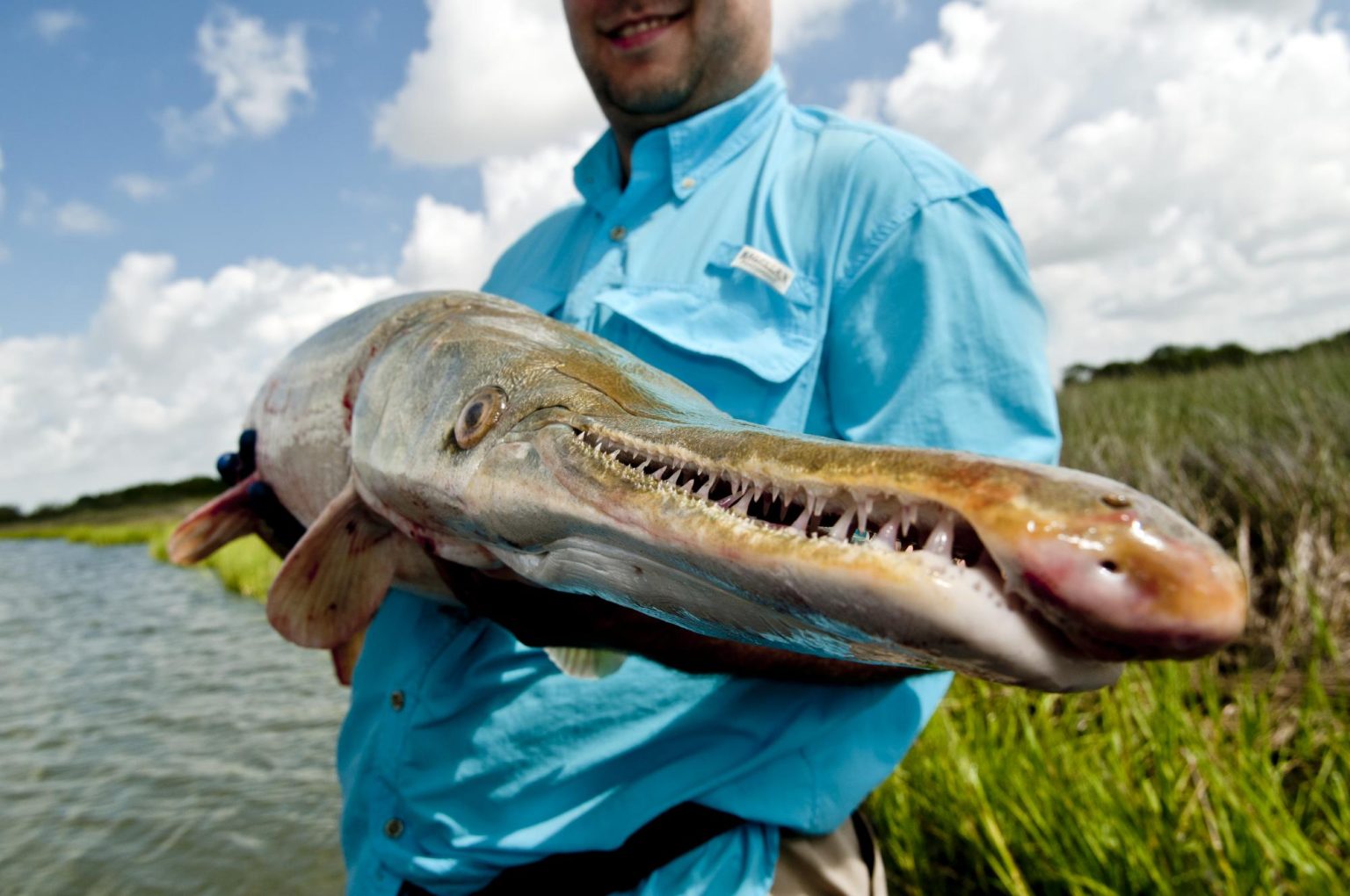 Don't Panic! The Alligator Gar Should be Admired, Not Feared - The ...