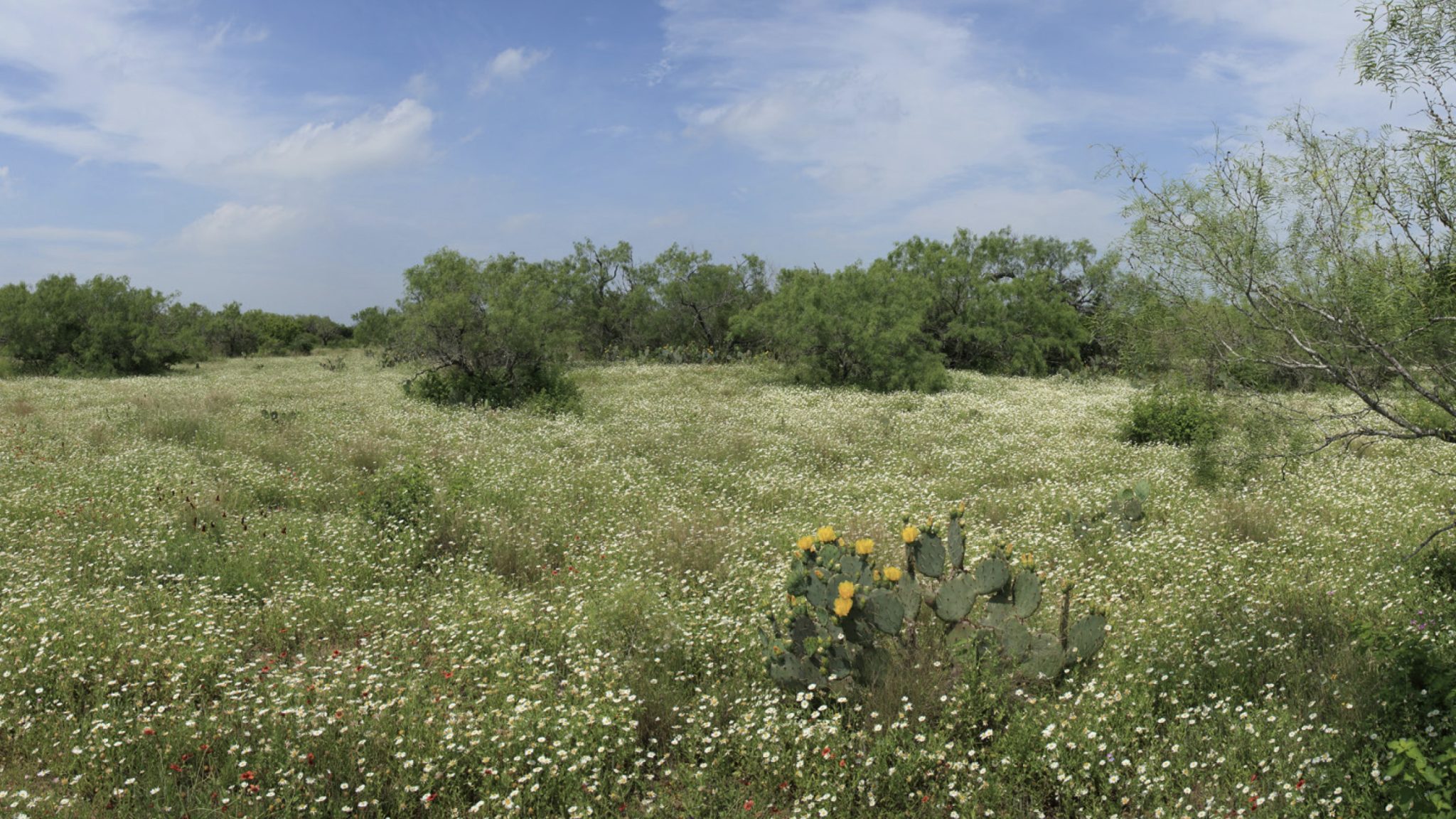 Texas Brush Country and Vaqueros - The Witte Museum