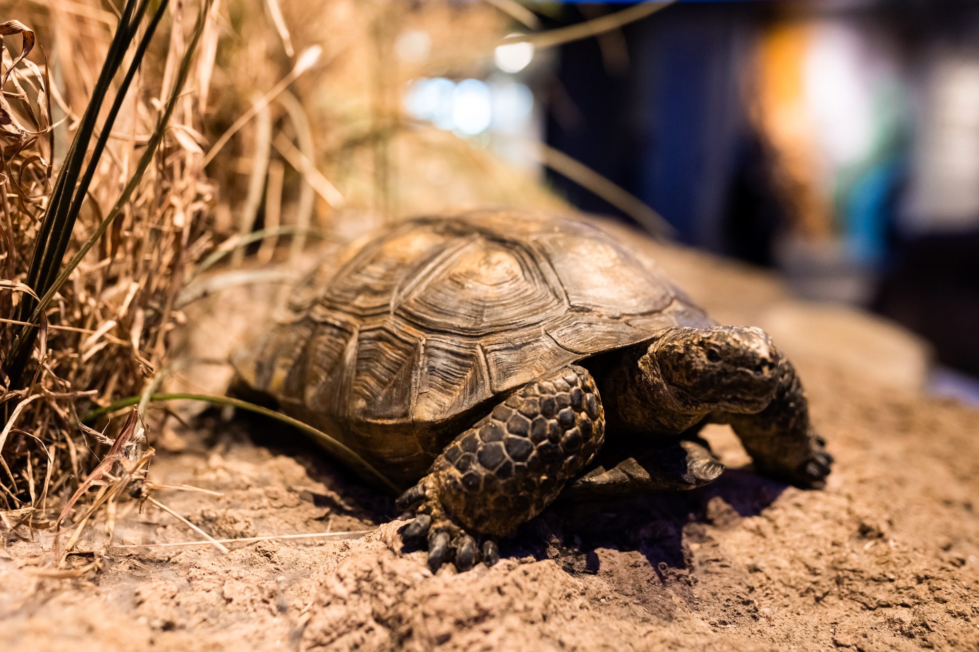 Saturday with a Scientist: Tortoise Talks - The Witte Museum